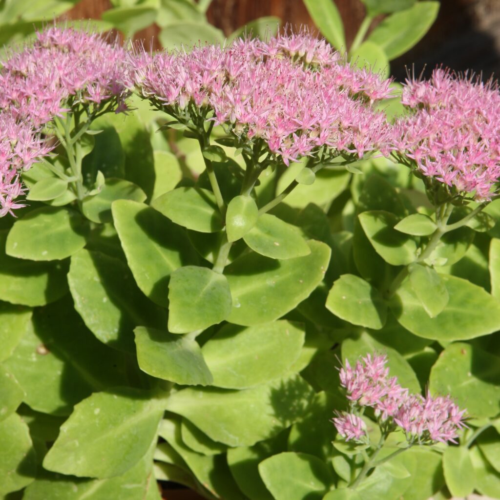 Il Sedum Telephium (Erba della Madonna): un potente cicatrizzante naturale